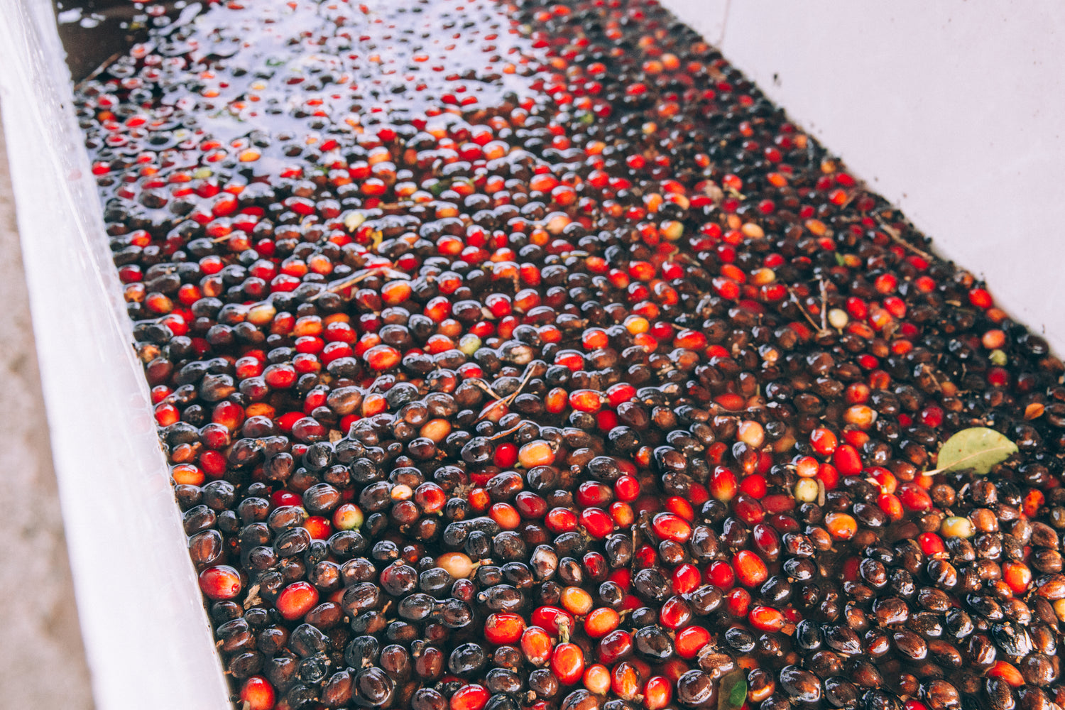 Kessem Coffee Roasters
